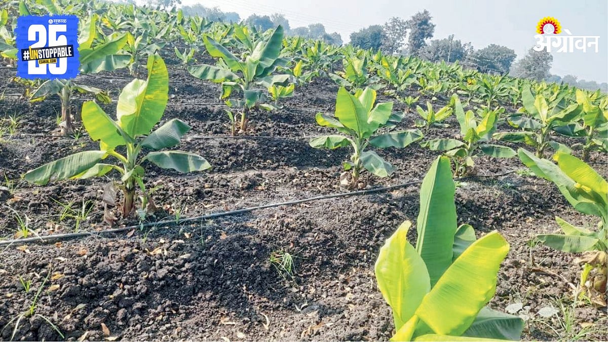 Banana Farming Issue | कडाक्याच्या थंडीमुळे नांदेडला केळीची वाढ खुंटली ...