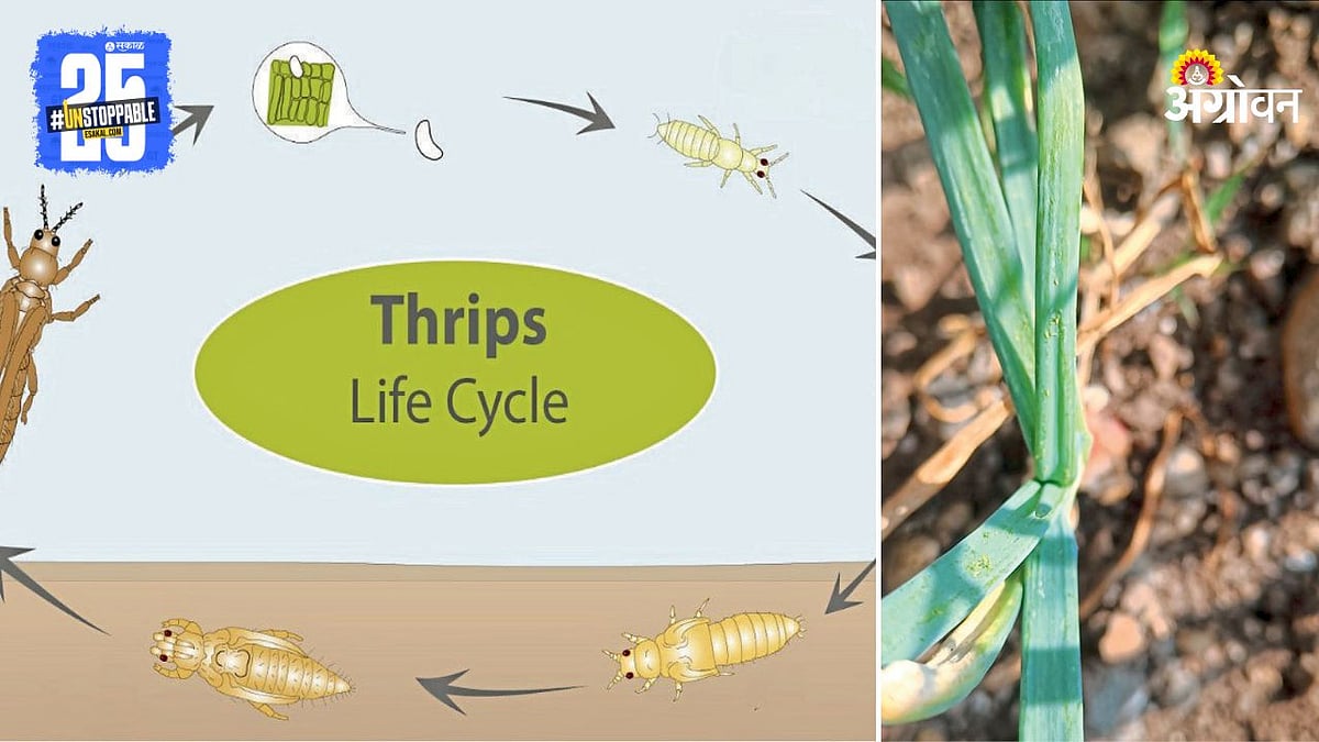 Onion Pest Management | कांदा पिकातील फुलकिड्यांचे नियंत्रण | Control ...