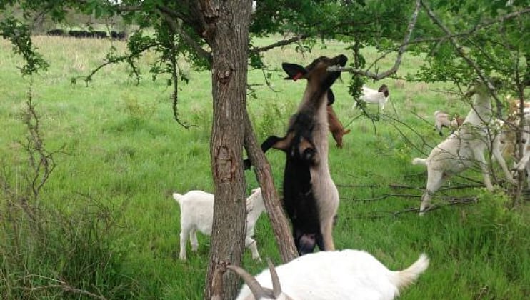 Goat Rearing : उन्हाळ्यात शेळ्यांच्या व्यवस्थापनात कोणते बदल कराल?|What ...
