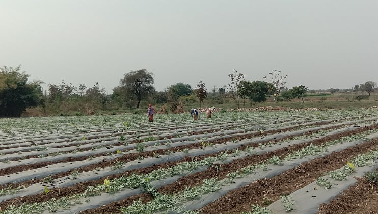 Sustainable Agriculture : भारतीय शेतीच्या शाश्वततेसाठी एकात्मिक शेती ...