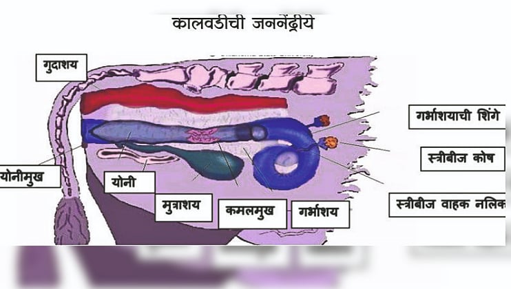 Heifer - कालवडीची प्रजनन संस्था अन माजाचे चक्र