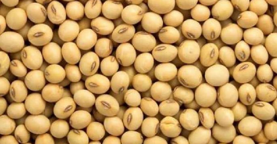 Soyabean Crop : सोनेरी दाण्यांची झळाळी कशी वाढेल?। How to increase ...