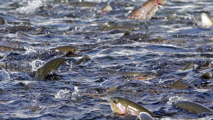 मत्स्यशेतीत माशांची मरतुक होण्याची कारणे | reasons for mortality fish ...