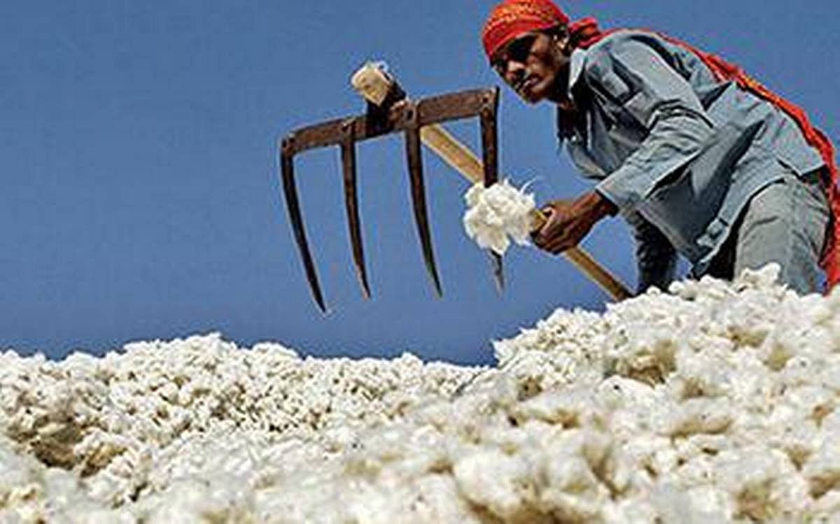 पाकिस्तानवर यंदा कापूस संकट । Cotton Rate
