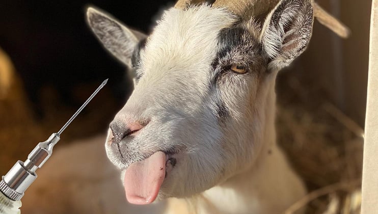 शेळ्यांना इंजेक्शन देण्याच्या पद्धती |How to give an Intramuscular ...