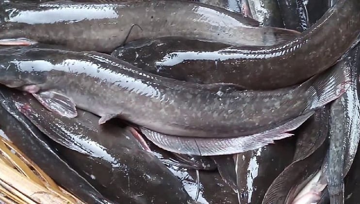 देशी मागूर माशाची ही आहेत वैशिष्ट्ये | Charcteristics Of Magur Fish