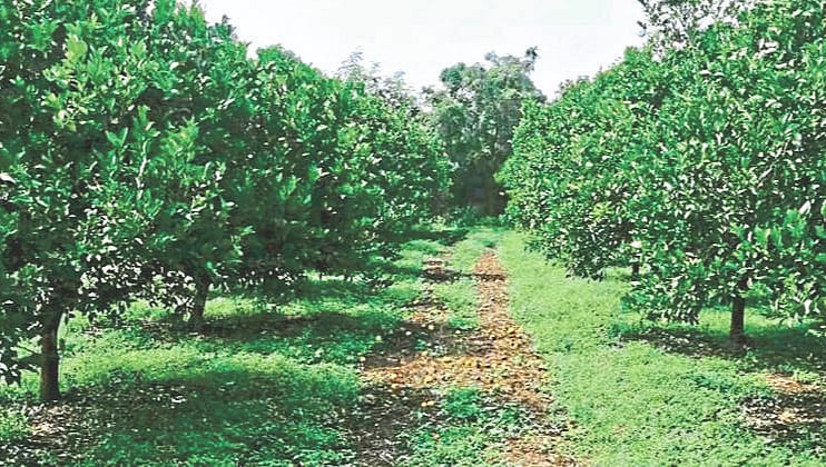 Orchard Cultivation Types : फळबाग लागवडीच्या पद्धती कोणत्या आहेत?| What ...
