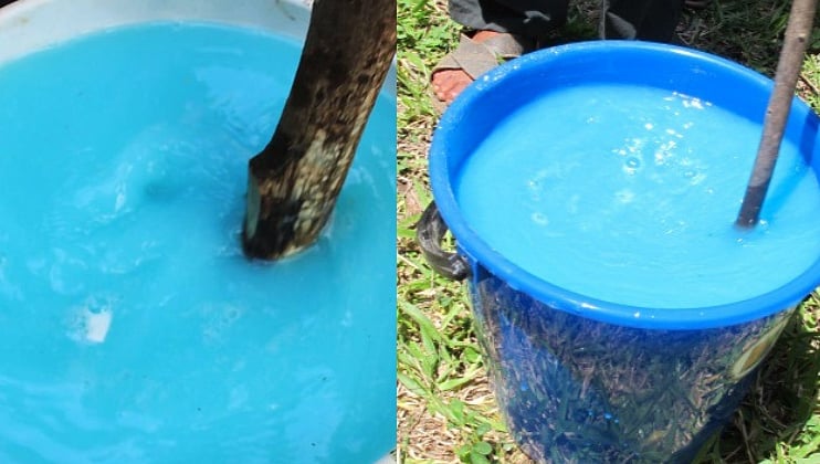 Bordo Paste : बोर्डो पेस्ट कशी तयार करावी?|How to make Bordeaux paste?