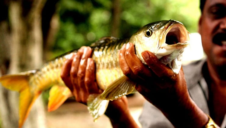 महाशीर माशाची वैशिष्ट्ये | Mahseer The Strongest Fresh Water Fish