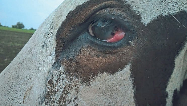 Animal Eye Disease । जनावरांच्या डोळ्याचे आजार