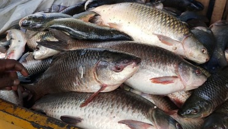 different breeds of fish from india । माशांच्या जाती