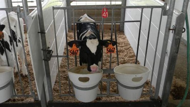 वासरांचे पिंजऱ्यातील व्यवस्थापन | what is Calf Rearing and what are the ...