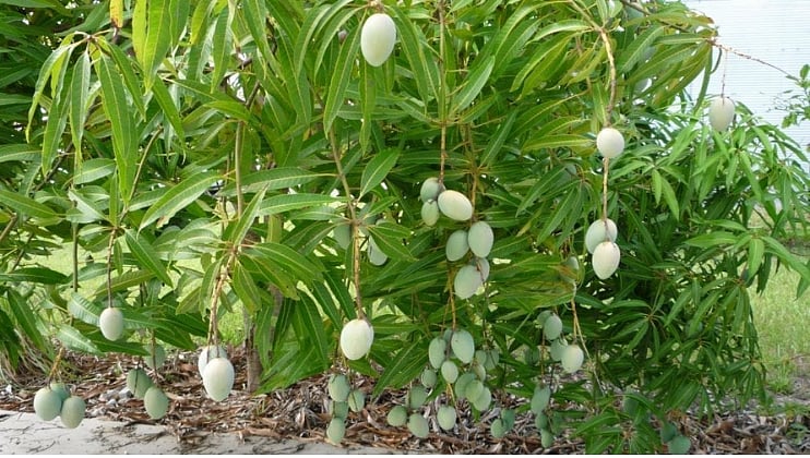 Amba Mohor Gal : आंबा मोहोराची गळ का होते?|Why does mango mohor drop down?