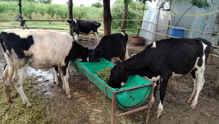 Heifer rearing is of atmost important in dairy farming । कालवडसंगोपन
