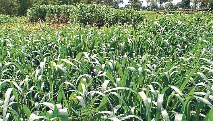 Summer Fodder Crop Sowing । उन्हाळी चारा पिके पेरणी
