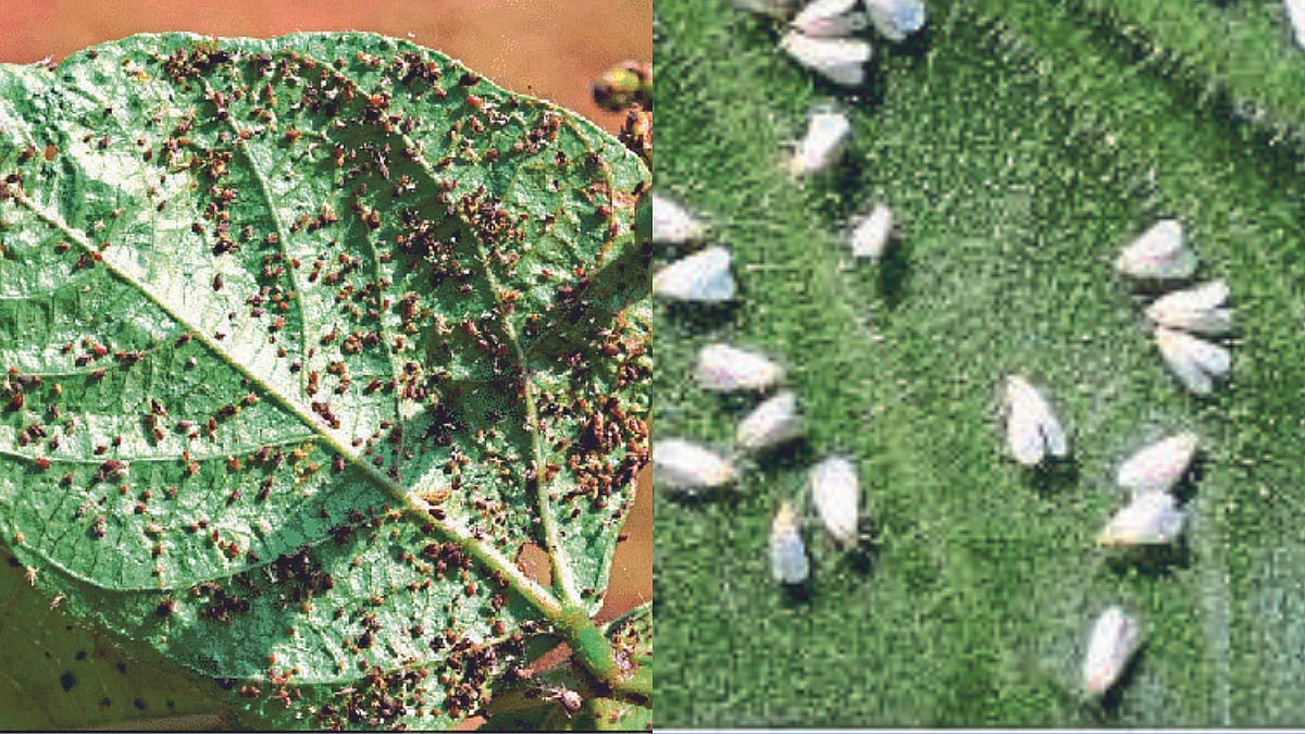Pest and disease control on green gram and urad crops । Green Gram । Urad