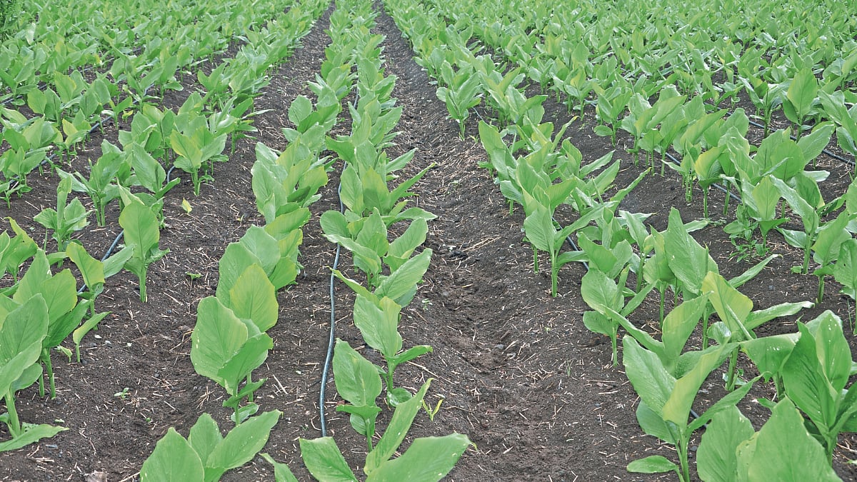 Planning of drip irrigation for turmeric crop । Turmeric Crop