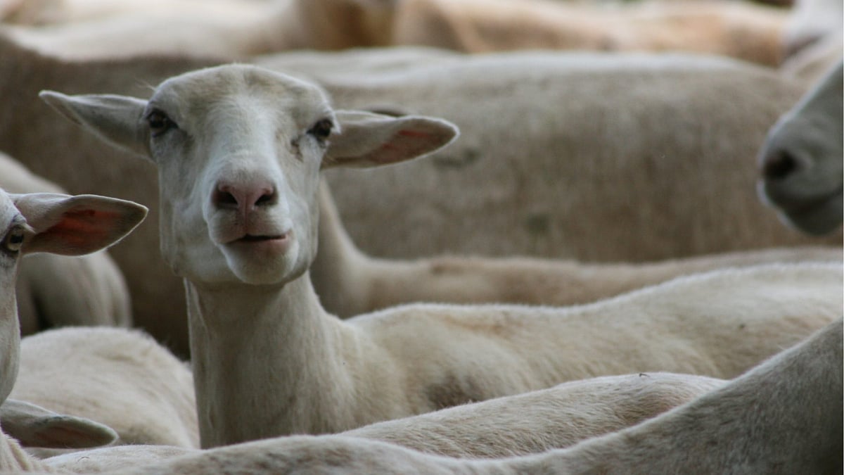 शेळ्यांचे गोचीडांपासून संरक्षण कसे कराल ? | Gochid External Parasites ...