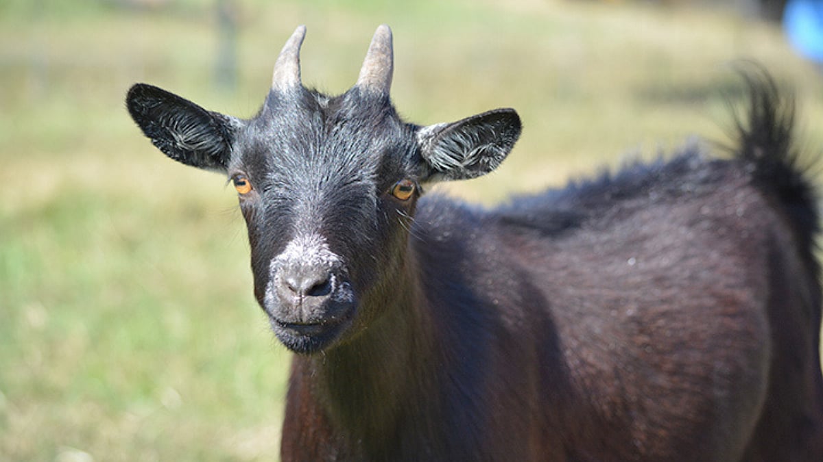 शेळ्यांचे गोचीडांपासून संरक्षण कसे कराल ? | Control measure for ...