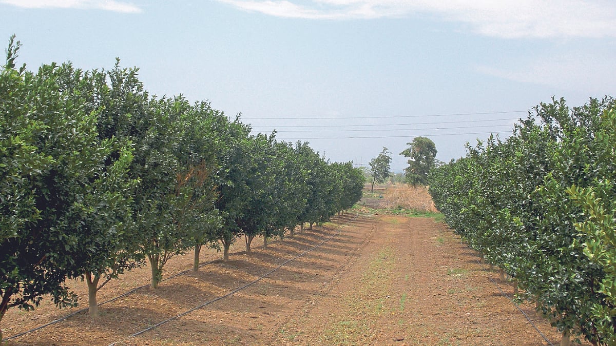 Planning of orange cultivation । Orange Cultivation