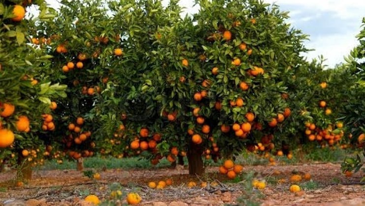 Orange Management । संत्रा व्यवस्थापन