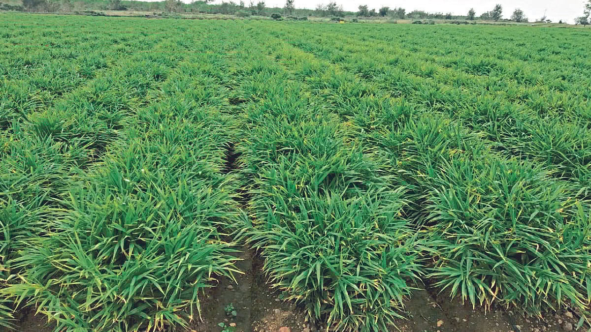 Ginger Cultivation Management | आले लागवड नियोजन रब्बी हंगामापासून ...