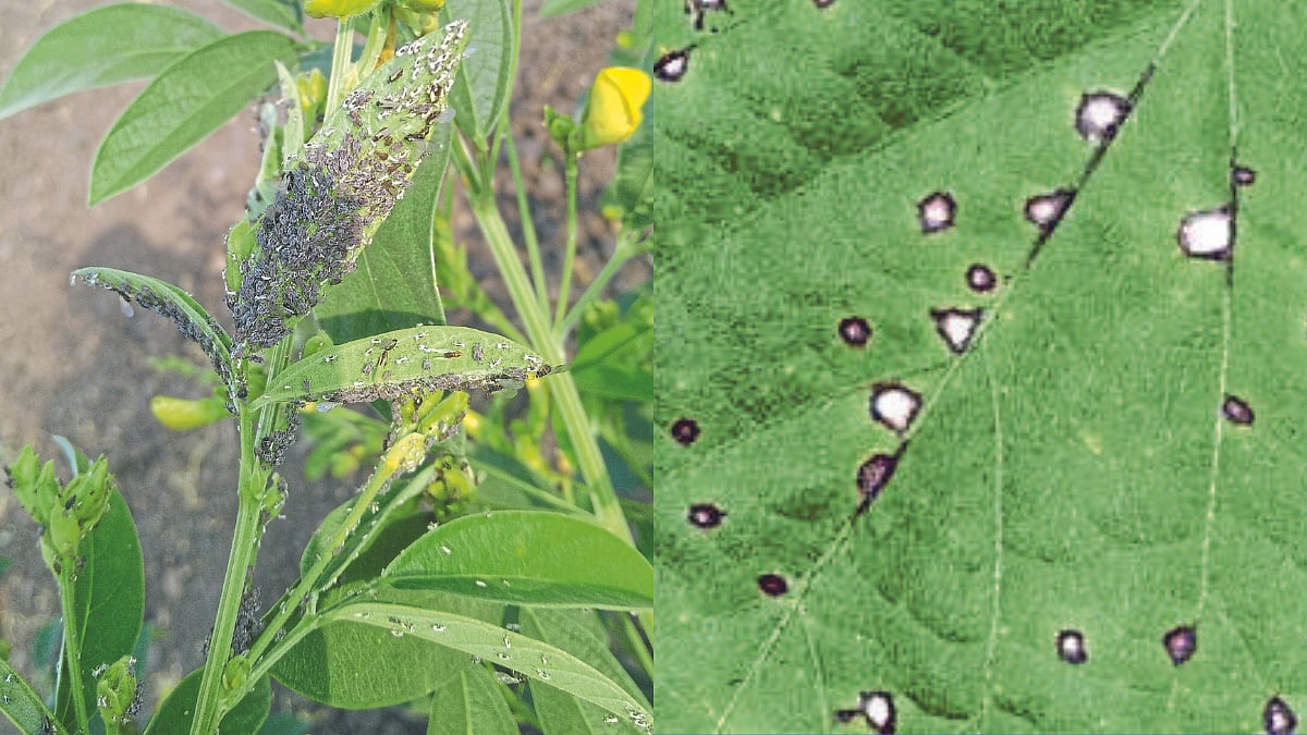 Control of pests and diseases on turd । Tur Pest । Urad Pest । Grren ...