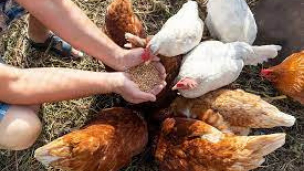 Poultry Farming | परसबागेतील कुक्कुटपालनासाठी वनराजा, ग्रामप्रिया ...