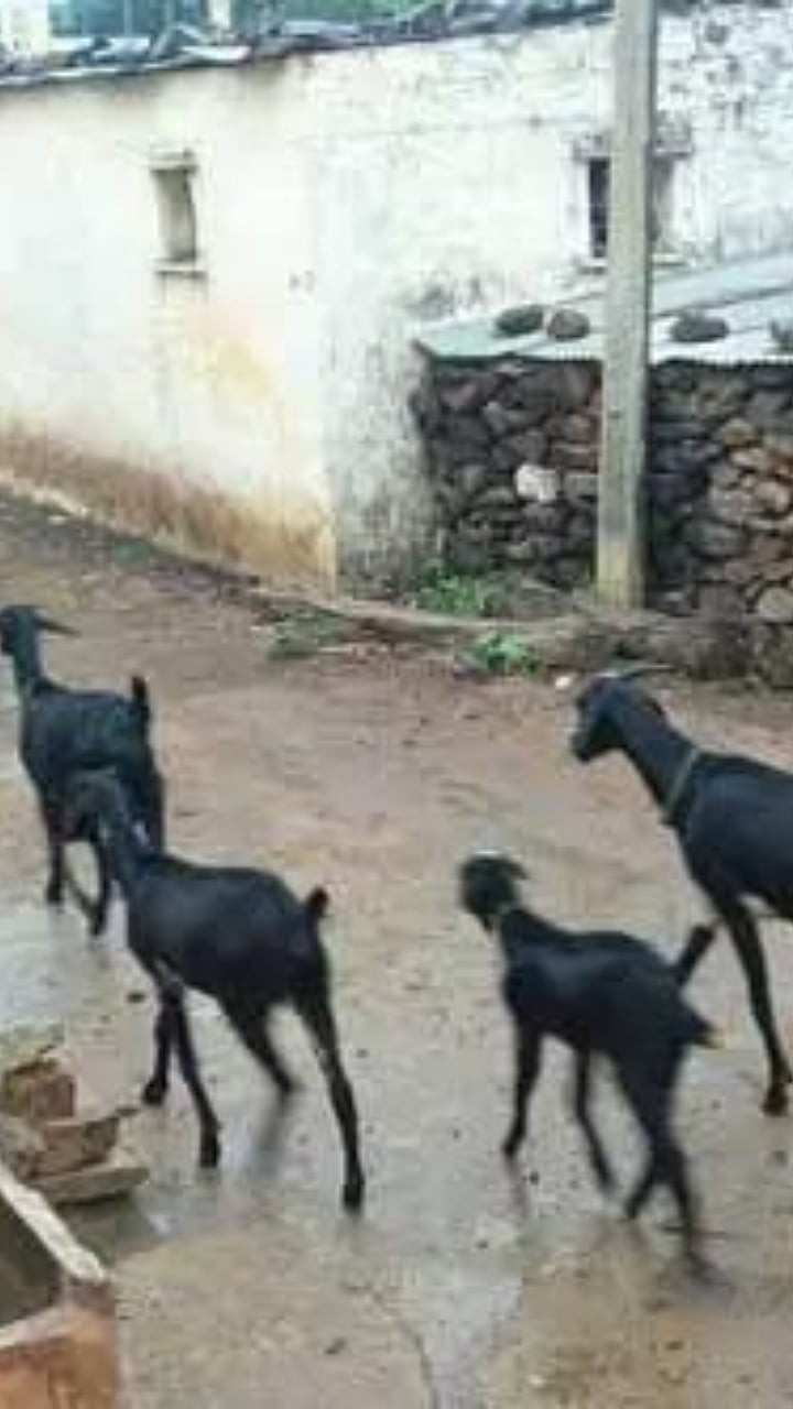 करडांचे पावसाळ्यातील व्यवस्थापन | Goat Kid Management