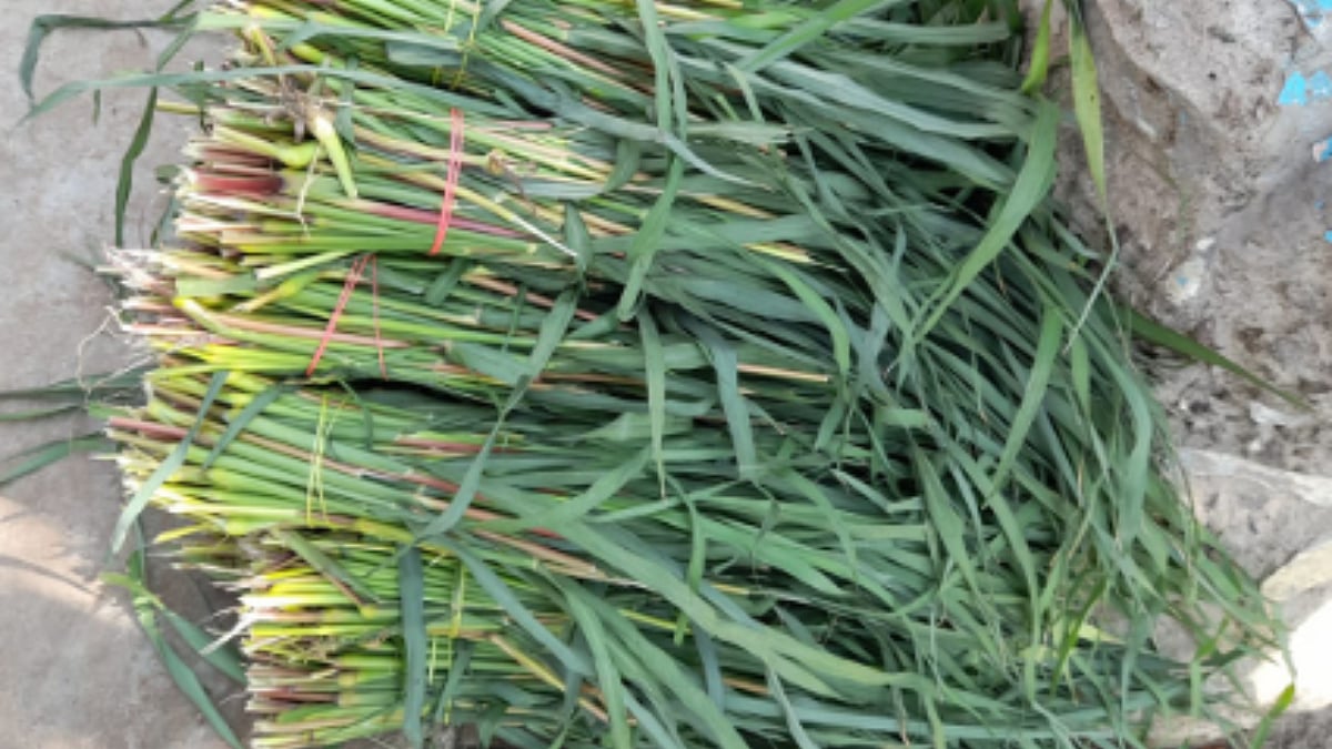 अशी करा मारवेल गवताची लागवड ! | Multicut Marvel Grass Cultivation Practices