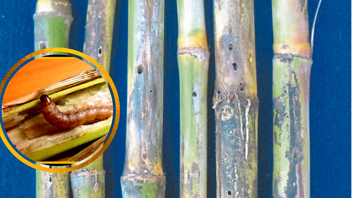 उसावरील कांडे किडीचे नियंत्रण । Sugarcane Pest