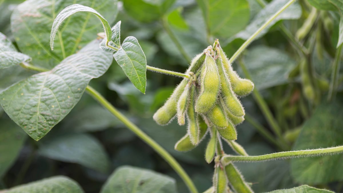 क्रॉपसॅप योजनेस मान्यता । Cropsap Scheme