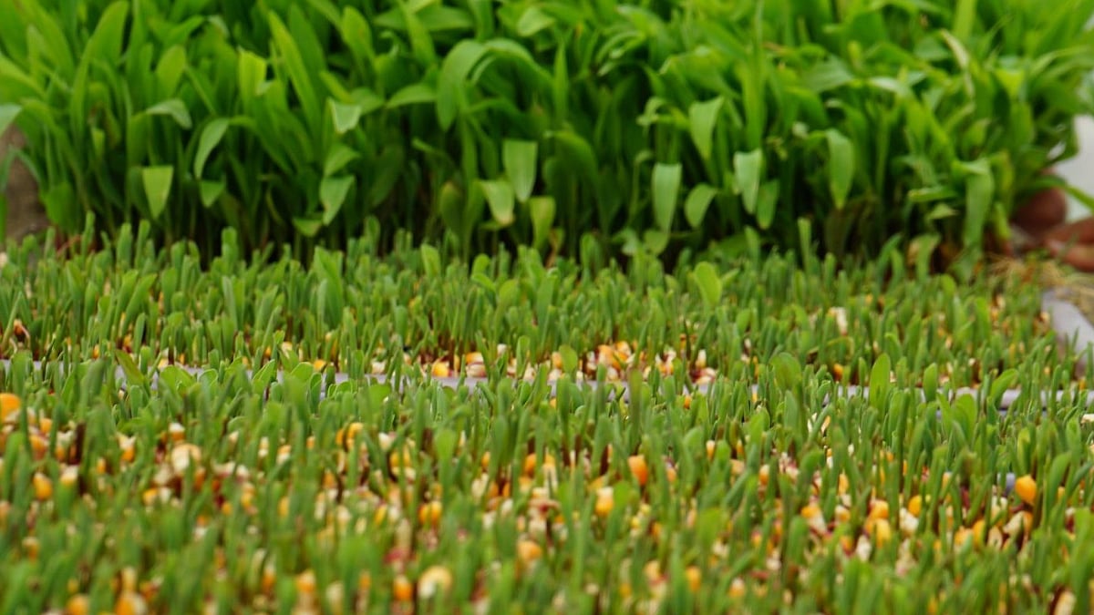 Benefits of Hydroponics Fodder for milch animals|दुभत्या जनावरांना ...