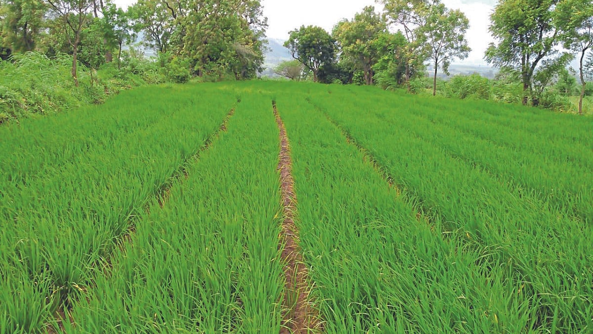 भात पिकासाठी विना नांगरणी शेती । Paddy Farming
