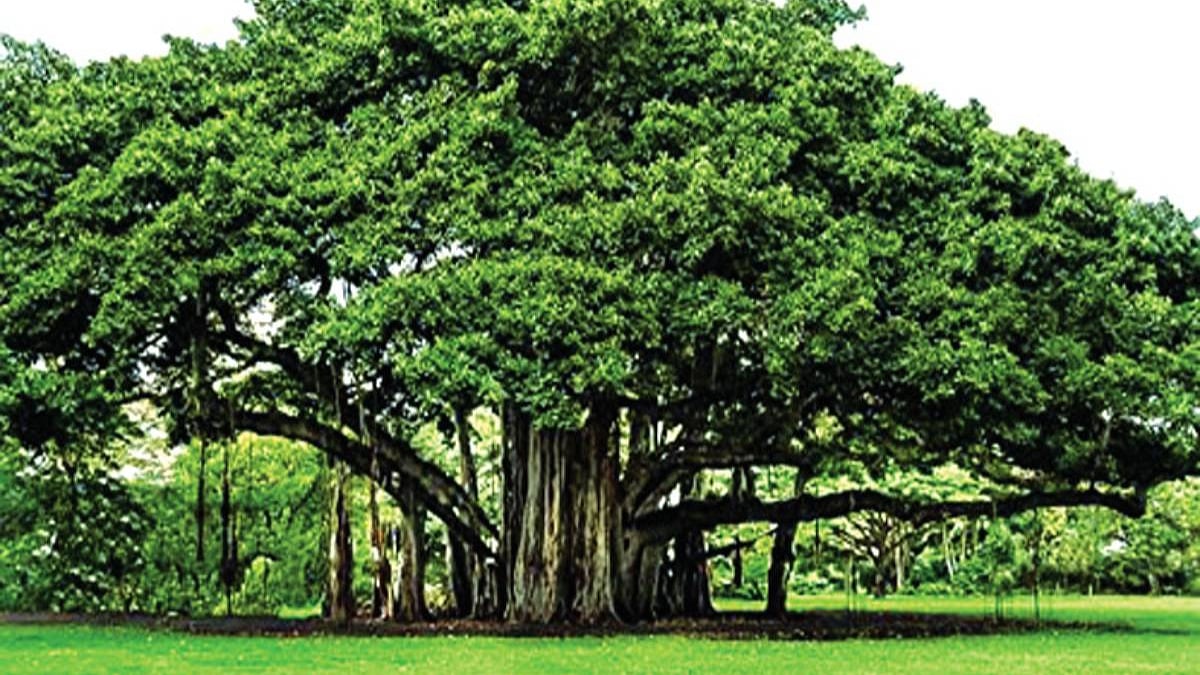 नांदेड जिल्ह्यात ९ हजार वटवृक्ष लागवडीचा निर्धार । Tree Plantation