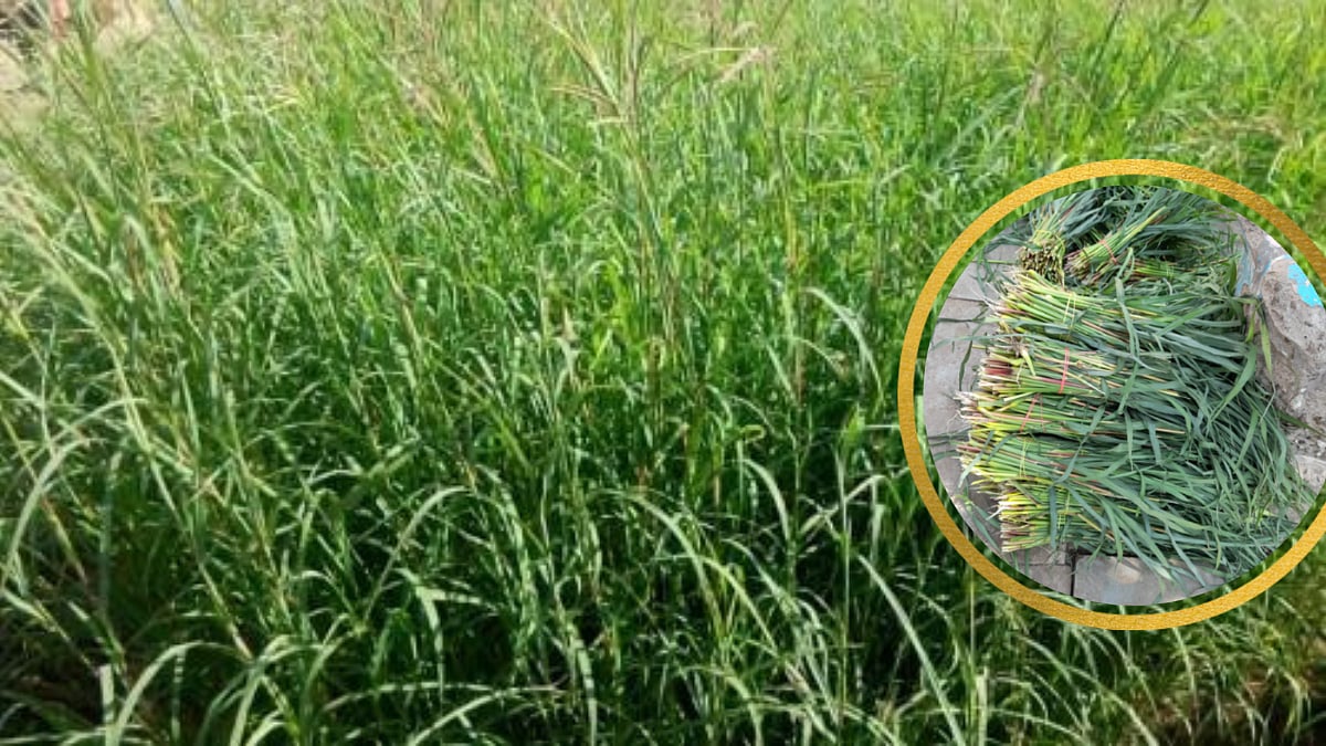 अशी करा मारवेल गवताची लागवड ! | Multicut Marvel Grass