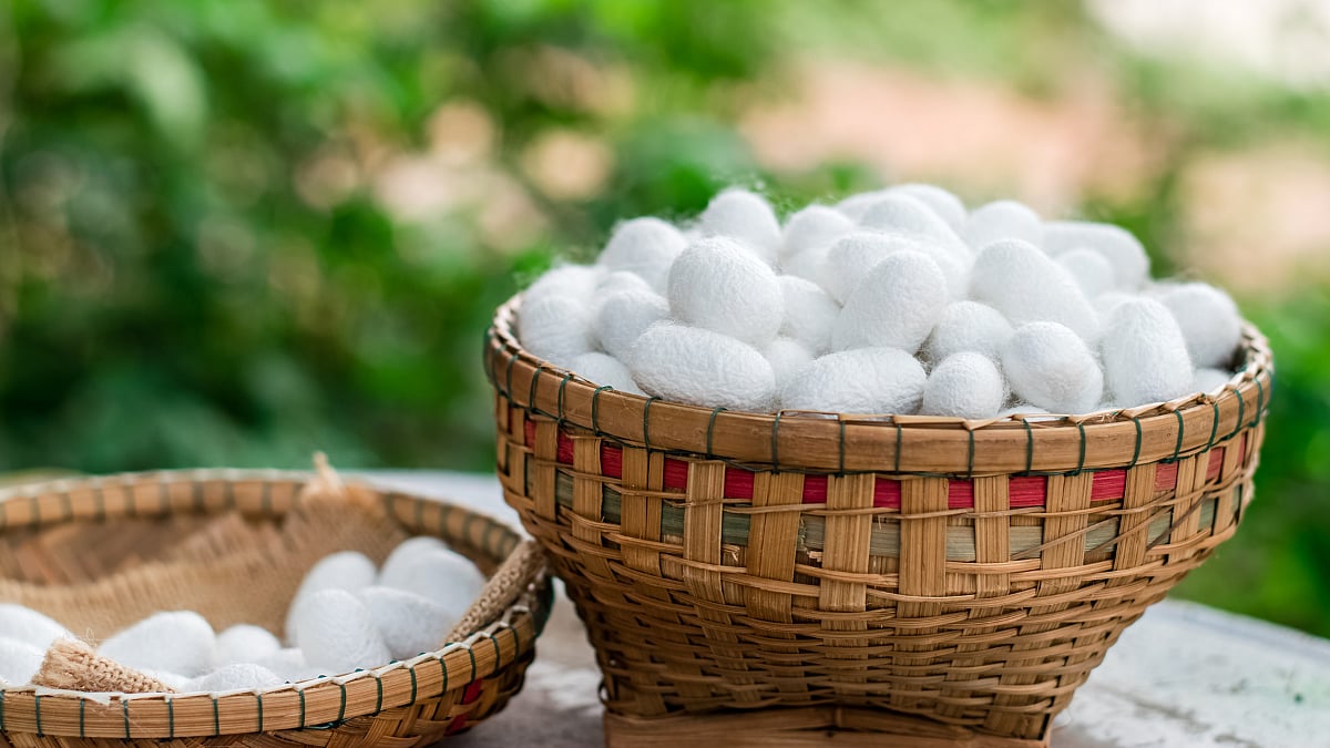 पहिल्यांदाच बारमाही कोष उत्पादन यशस्वी । Silk Farming