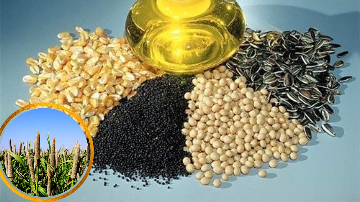 Oilseed Sowing | करमाळा तालुक्यात तेलबियांची अत्यल्प पेरणी | Low sowing ...