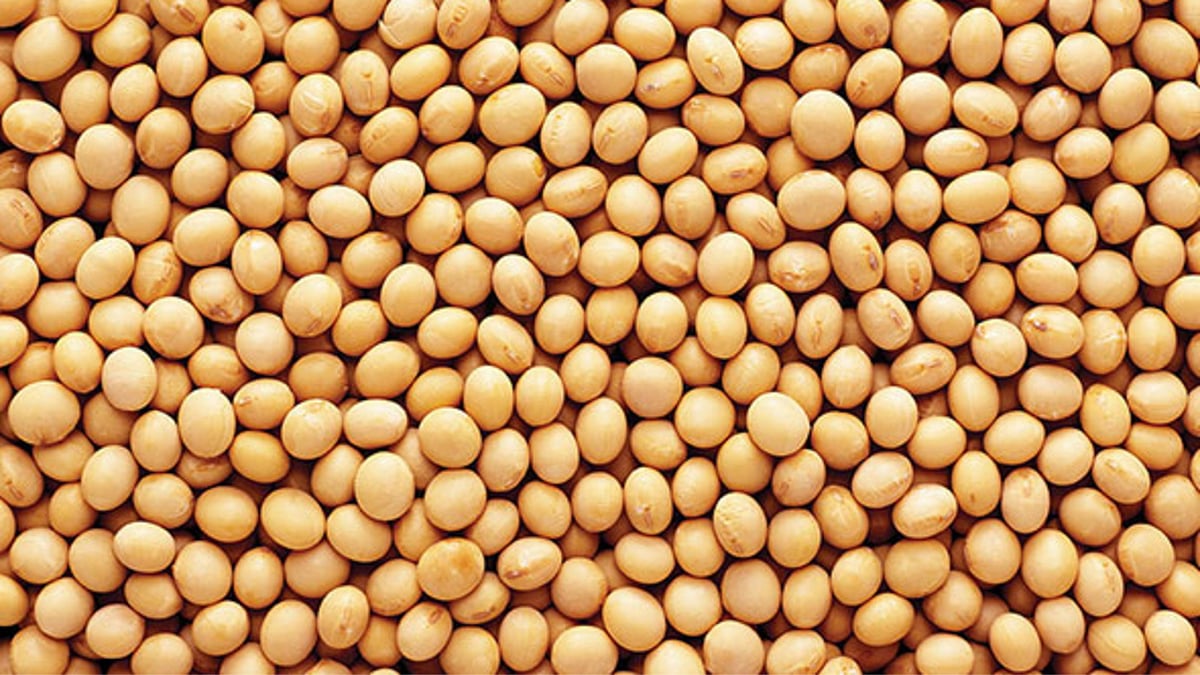 काढणीपश्‍चात सोयाबीन बियाणे साठवणुकीची काळजी घ्या|soybean seed