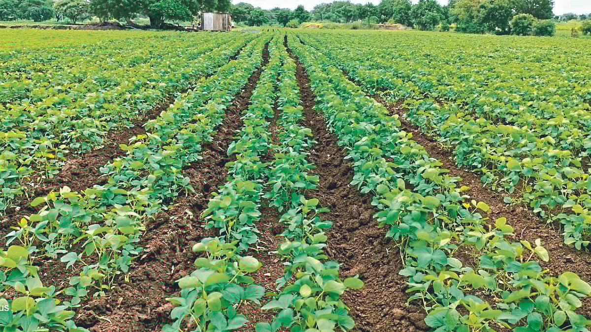 Soybean 'BBF' Method | पाणथळ जमिनीत सोयाबीन ‘बीबीएफ’ पद्धतीने लावा ...