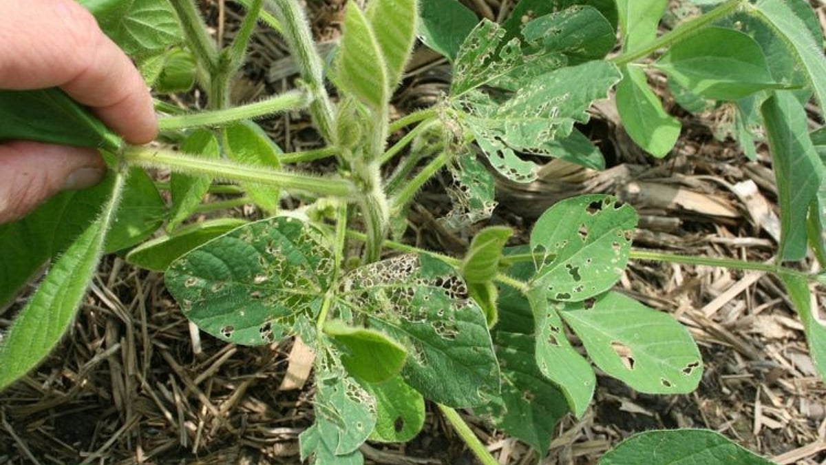 Snails Damage Soybean Crops : बार्शीत सोयाबीन पिकांत शंखी गोगलगायींचा ...
