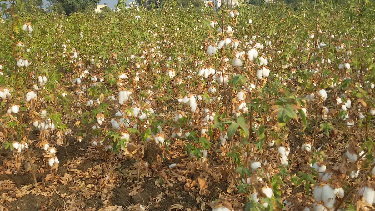 New Variety Of Desi Cotton PA837