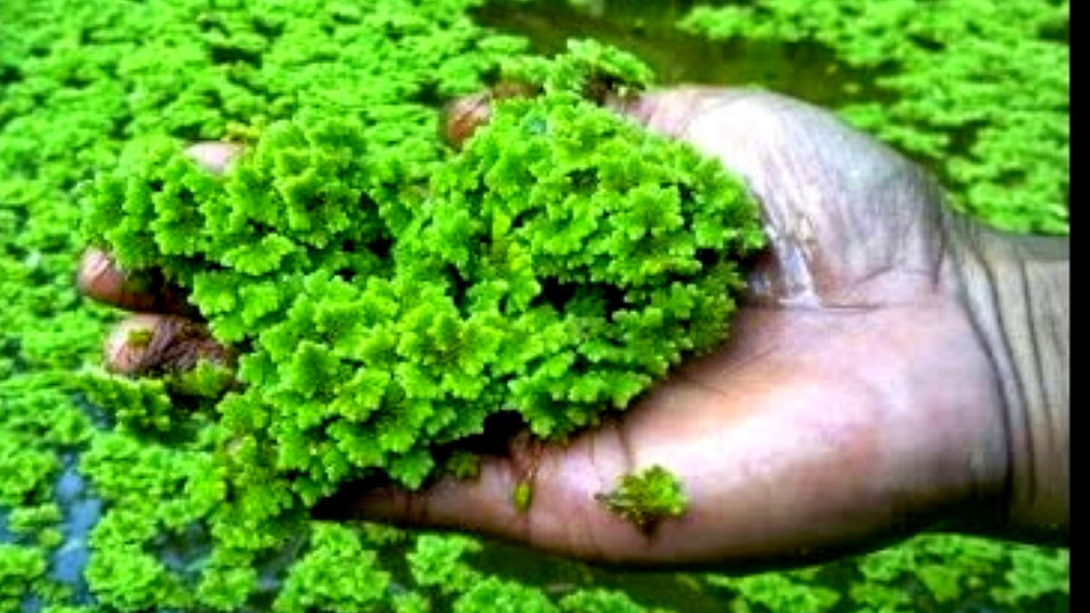 Azolla Production : जनावरांसाठी पशुखाद्य म्हणून अॅझोलाची निर्मिती कशी ...