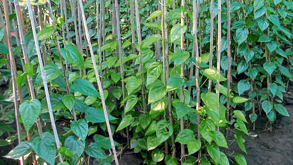 पानवेली, पानपिंपरी, औषधी वनस्पतींचे होणार संवर्धन । Medicinal plants