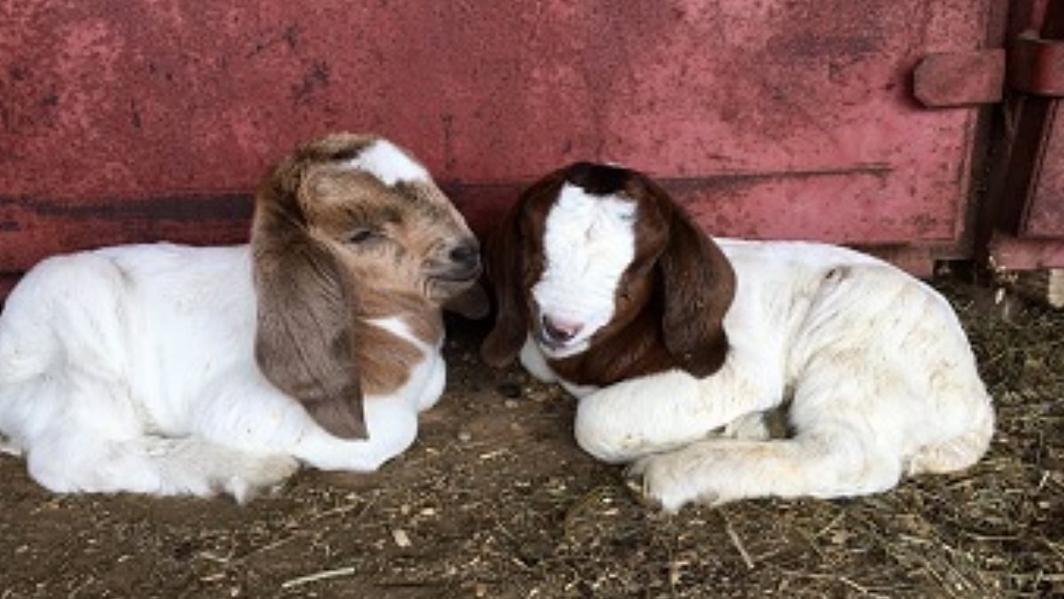 Goat Farming | अशी घ्याल नवजात करडांची काळजी!|Goat Kid Management