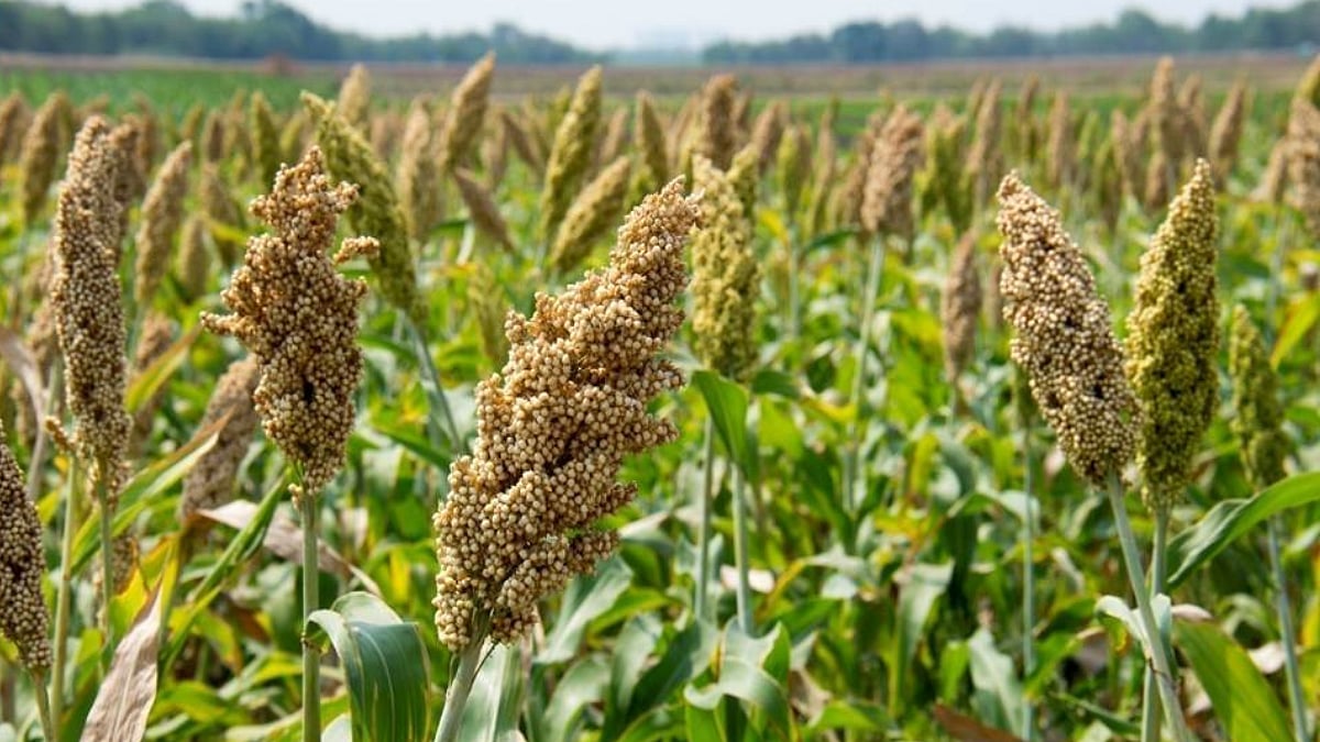 पौष्टिक ज्वारीची रब्बीत करुया लागवड । Jowar Cultivation