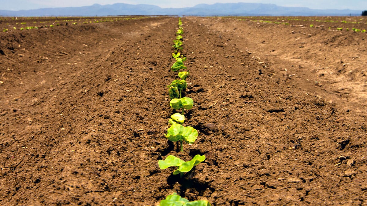 Cotton Sowing|अतिसघन कापूस लागवड तंत्र कसं आहे