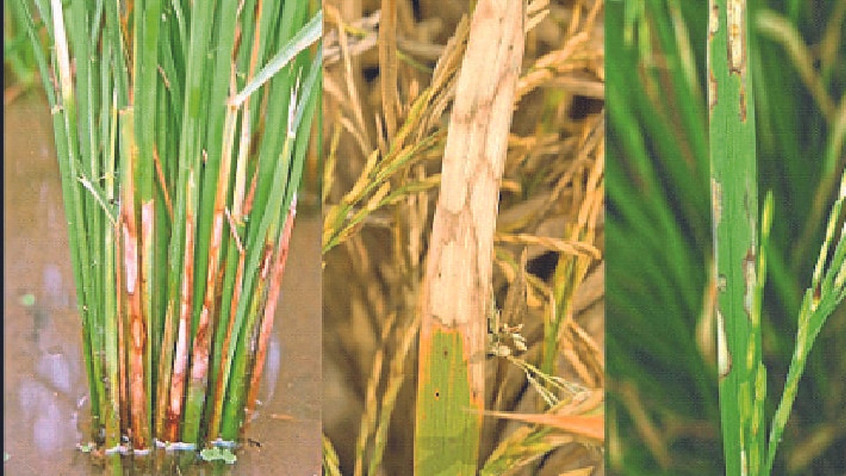 भात पुनर्लागवडीनंतरचे कीड रोग व्यवस्थापन । Paddy Pest Management