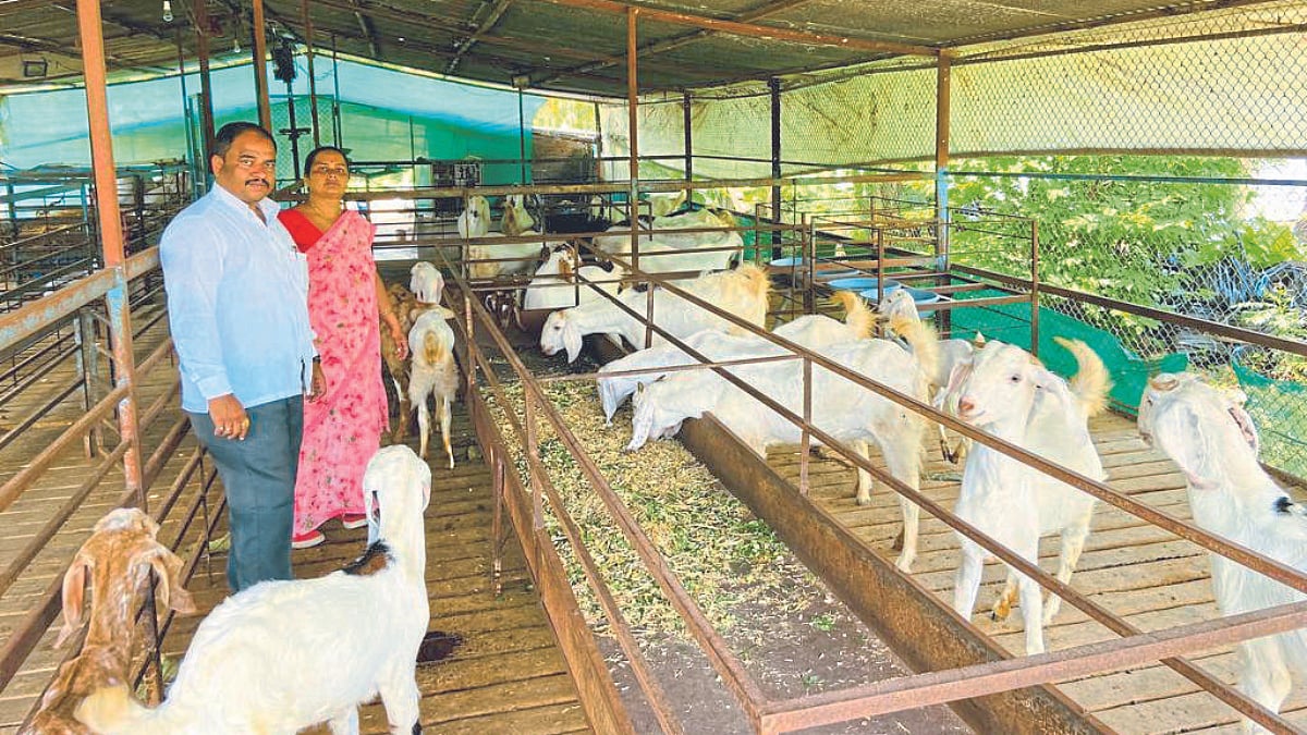 शेतकरी नियोजन : शेळीपालन । Goat Farming Guide in Marathi