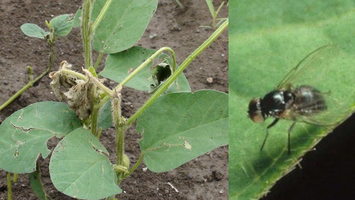 How to control the stem Fly on soybean?